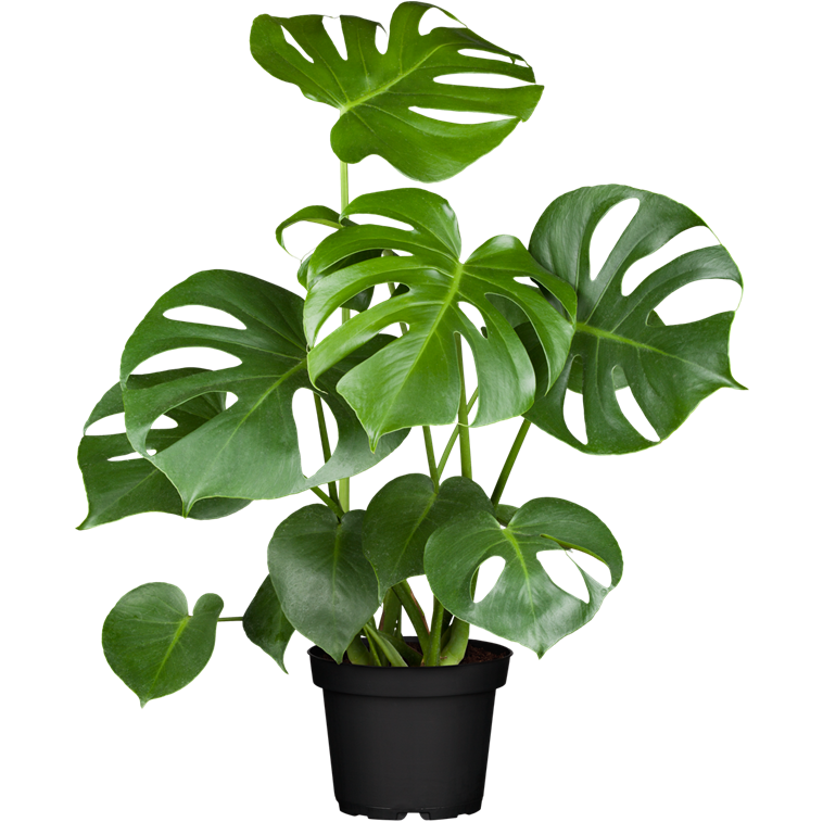 Elegantes Pflanze Monstera Deliciosa Bild
