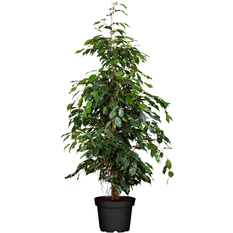 Wunderschöne Birkenfeige Ficus Benjamini Ebenbild