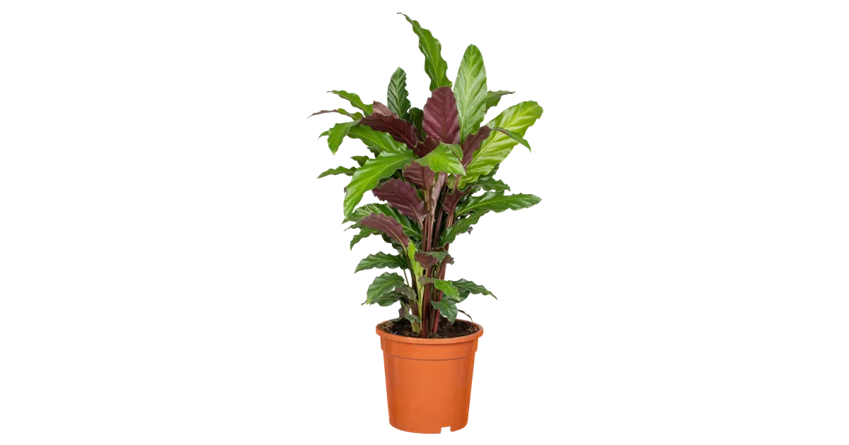 Korbmarante | Spiering