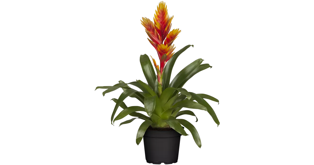 Flammendes Schwert | Spiering